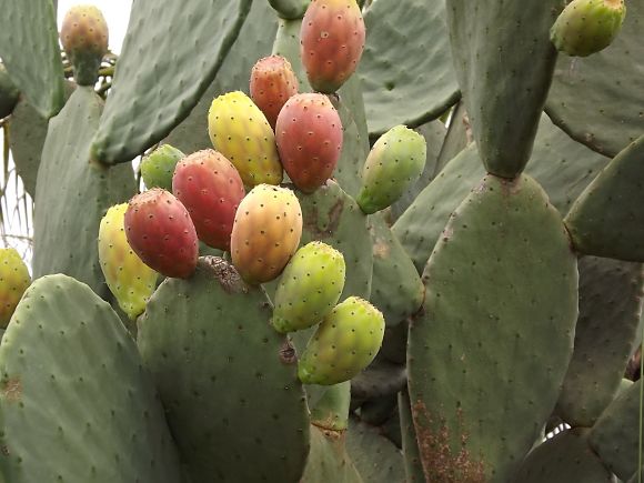 Cómo iniciar una plantación de higo: cómo plantar, cultivar y comercializar